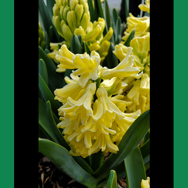 QR Big Bloom Tour MFRP Planters | Yew Dell Botanical Gardens