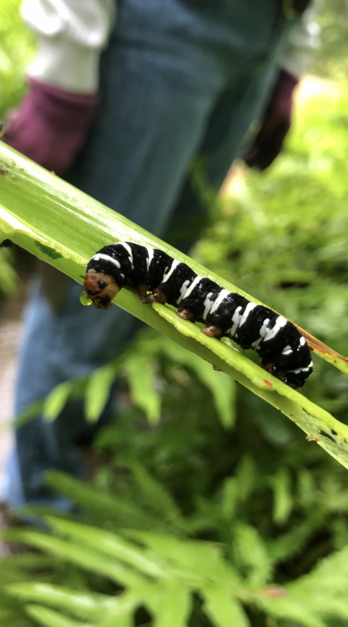 Understanding Insect Host-Plants | Yew Dell Botanical Gardens