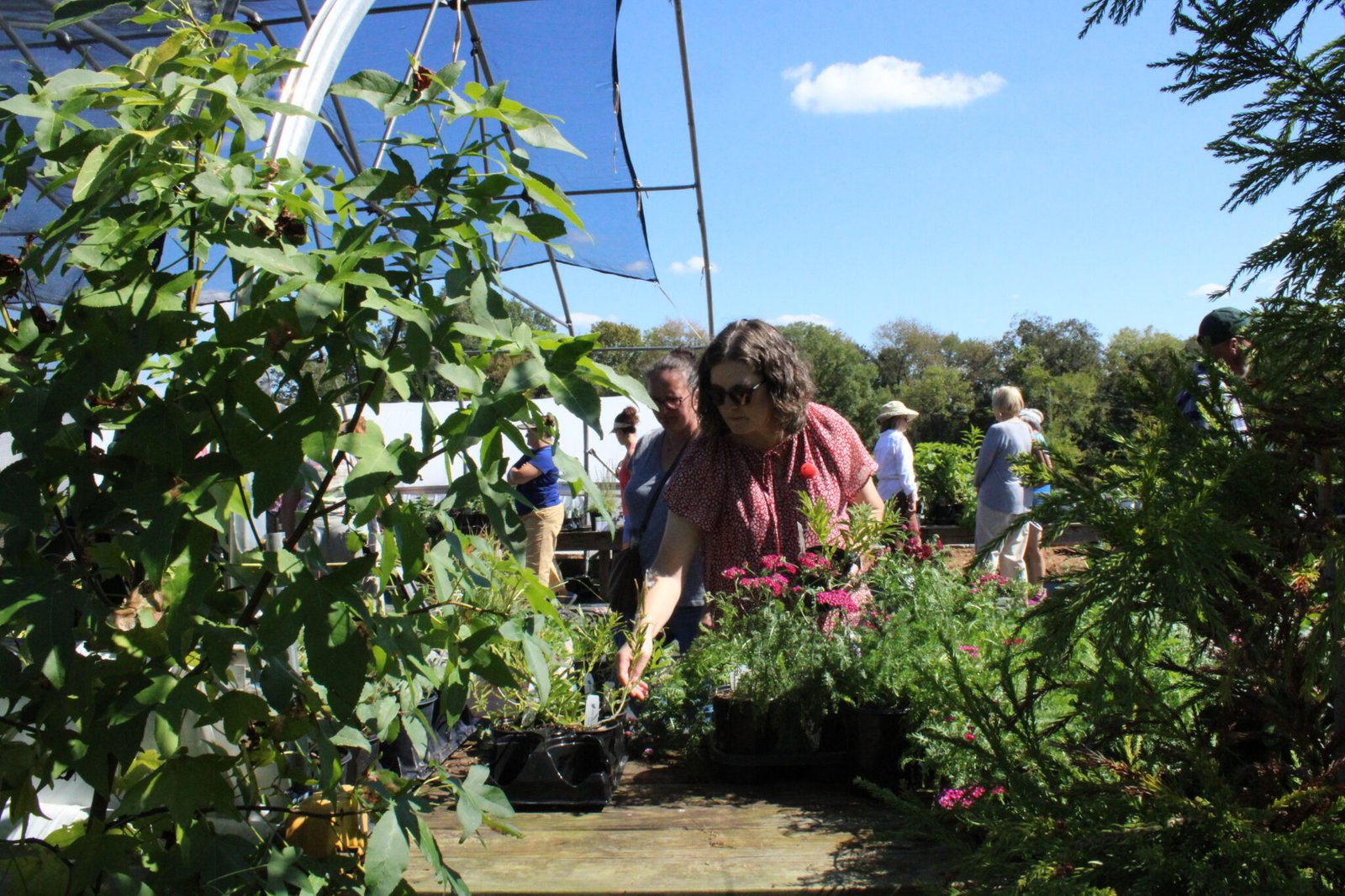 Fall Plant Sale | Yew Dell Botanical Gardens